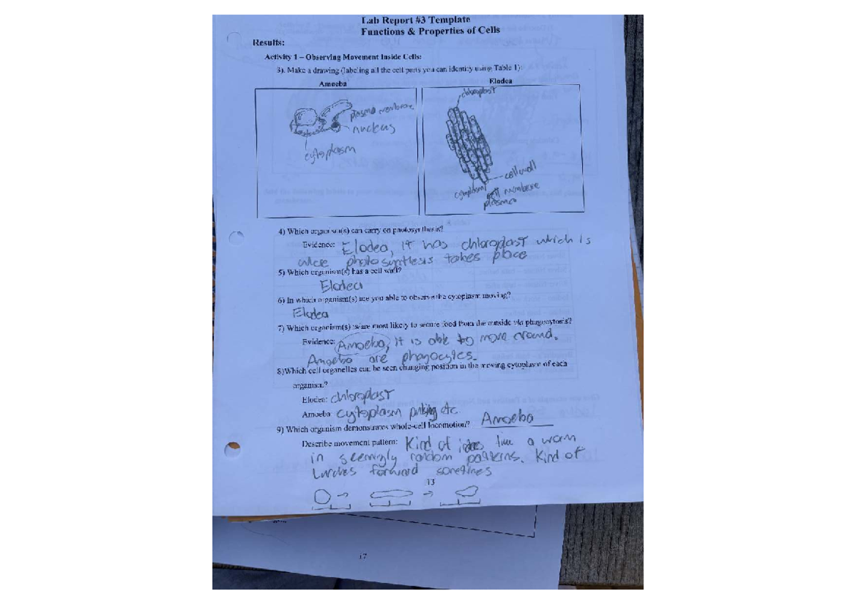 BIO 161 Lab Report: Functions & Properties of Cells - Studocu