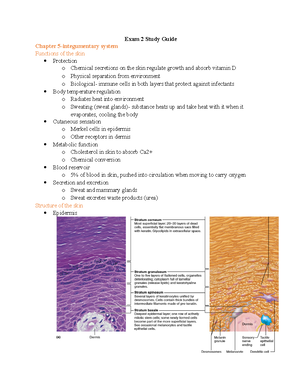 Human Anatomy and Physiology I - Lab Practical 1 Material 1 - - Studocu