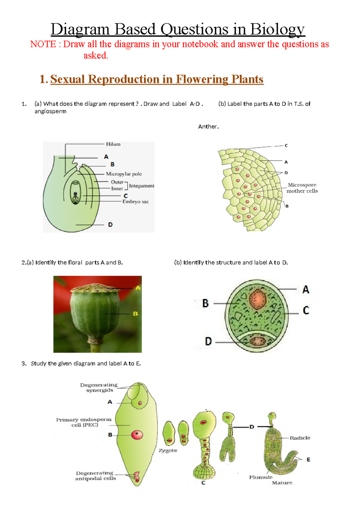 Diagram-Based Questions in Biology (Class XII Winter Break Homework ...