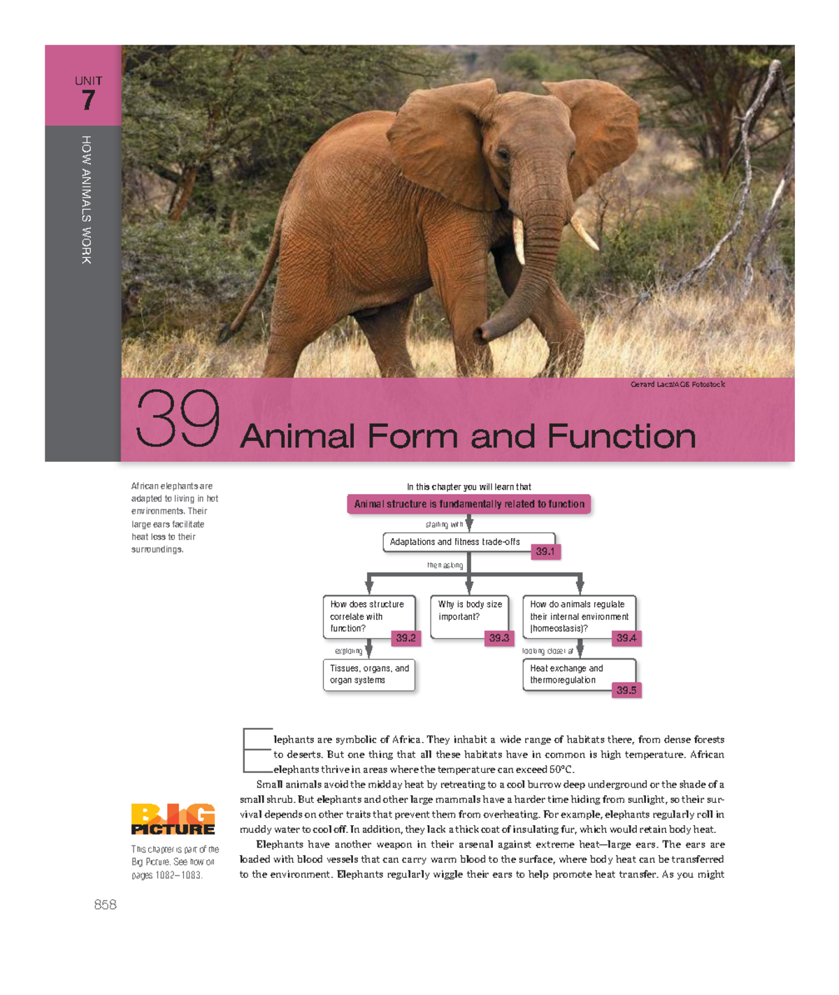 Animal Form and Function: Understanding Adaptations in Bisc 101 - Studocu