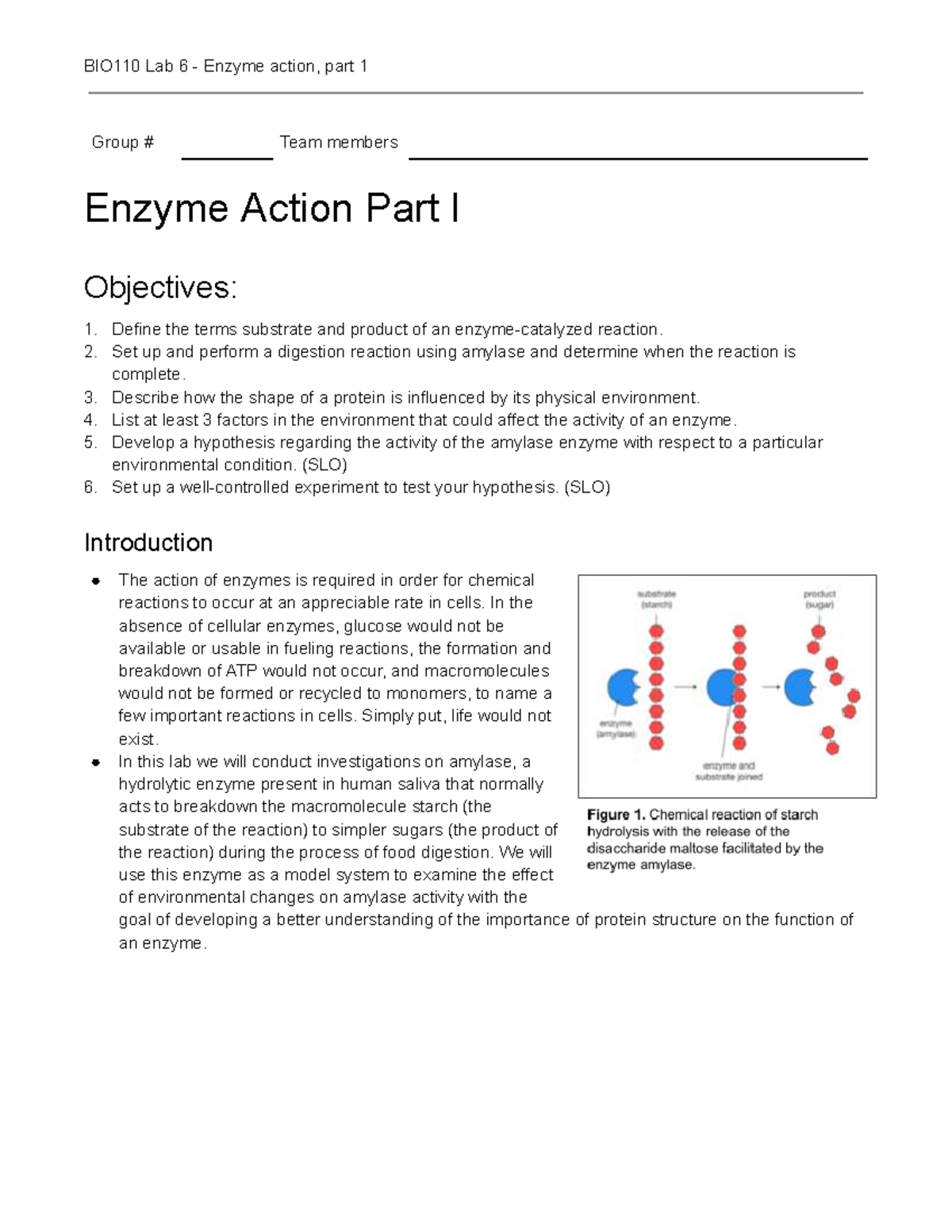BIO110 Lab 6: Investigating Enzyme Action and Amylase Activity - Studocu