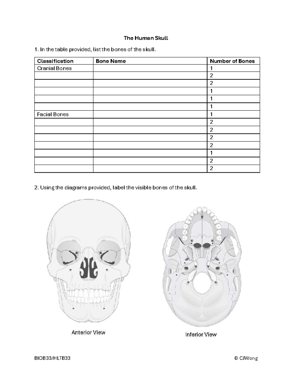 Human Skull & Foramina Worksheet - BIOB33/HLTB33 © CJWong The Human ...