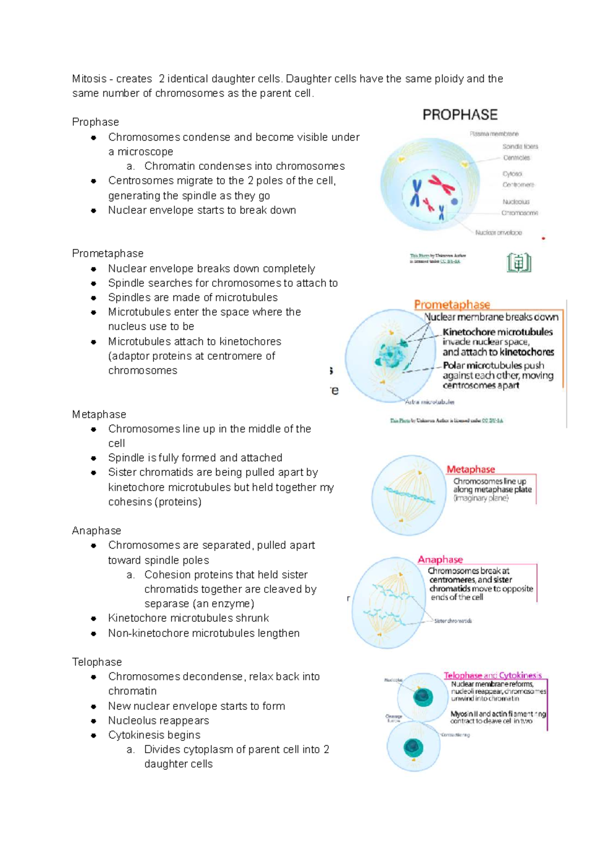 Mitosis Overview: Stages and Processes in Cell Division - BIO - Studocu