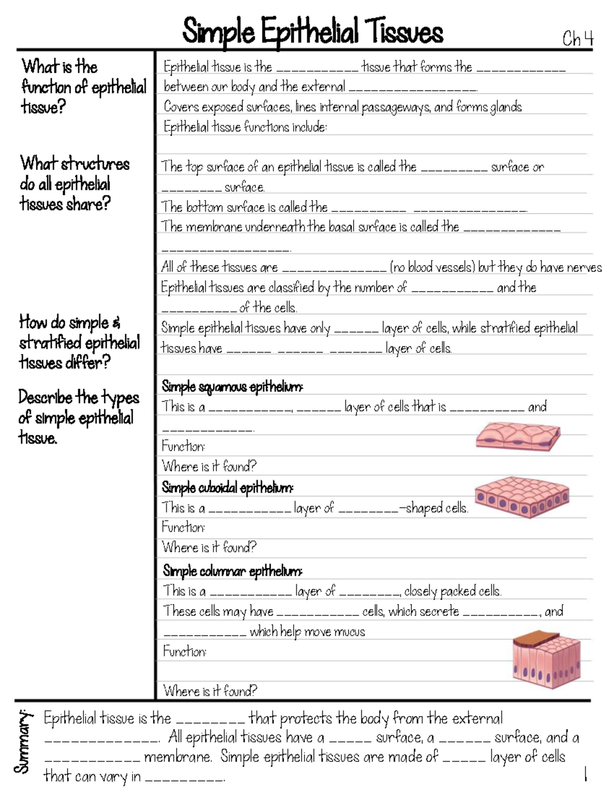 Connective & Epithelial Tissue Overview - Ch 4 Notes - Studocu