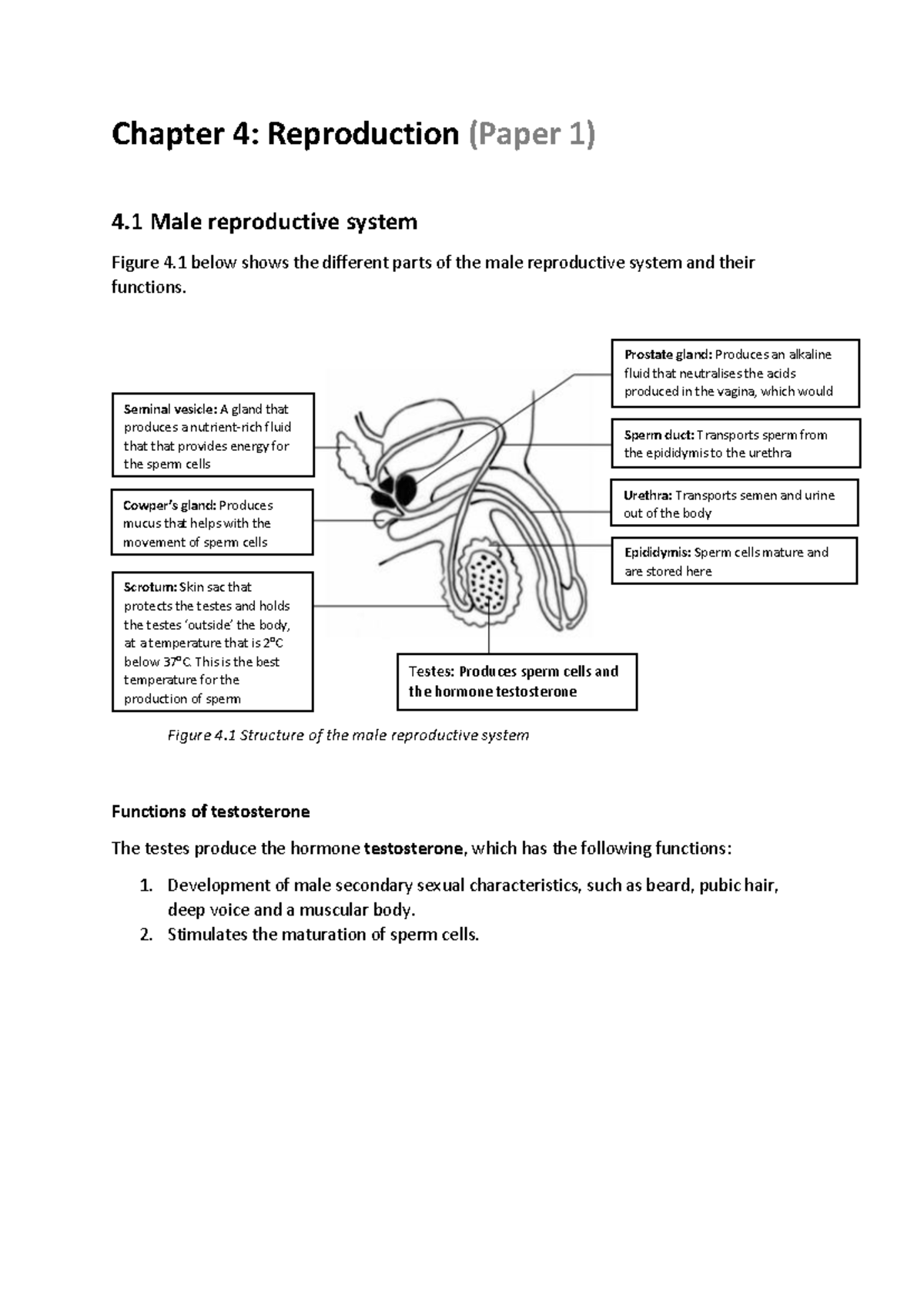 Chapter 4: Reproduction Overview - Male & Female Systems - Studocu