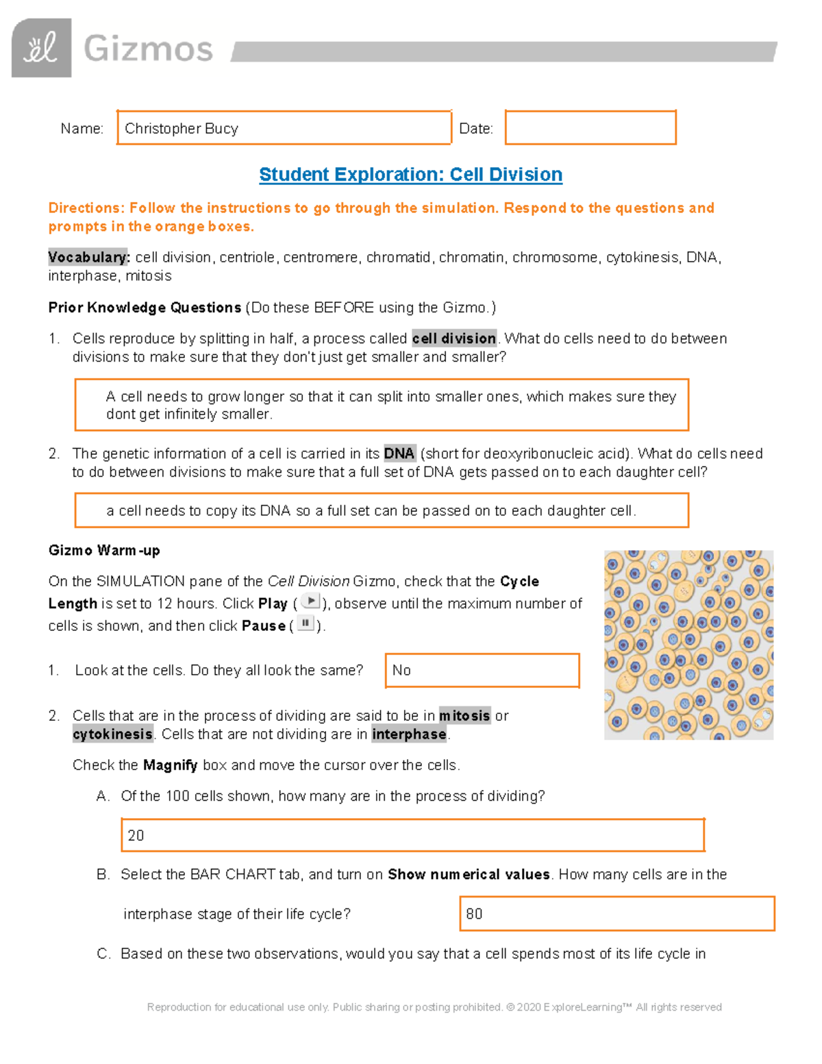 Cell Division SE: Exploring Mitosis and the Cell Cycle Dynamics - Studocu