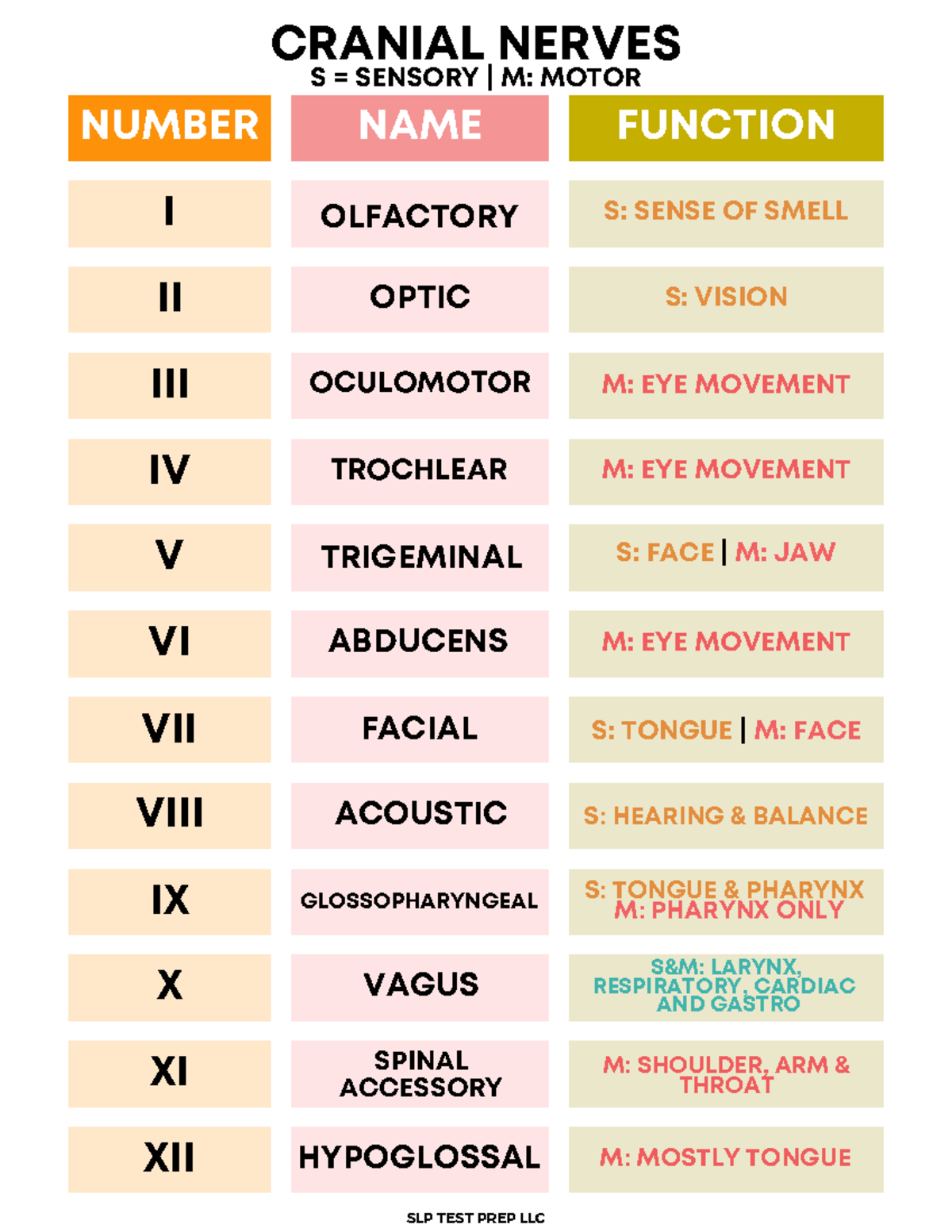 Cranial Nerves Functions Worksheet - SLP 101 Study Guide - Studocu