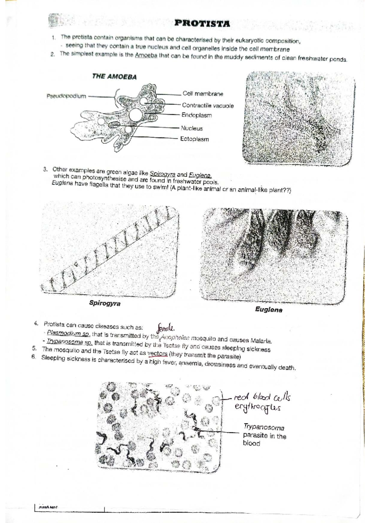 Gr11 Protista and Fungi: Characteristics and Reproduction - Studocu