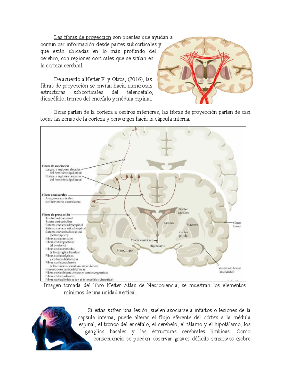 Fibras de Proyección y Cápsula Interna: Anatomía y Función ...