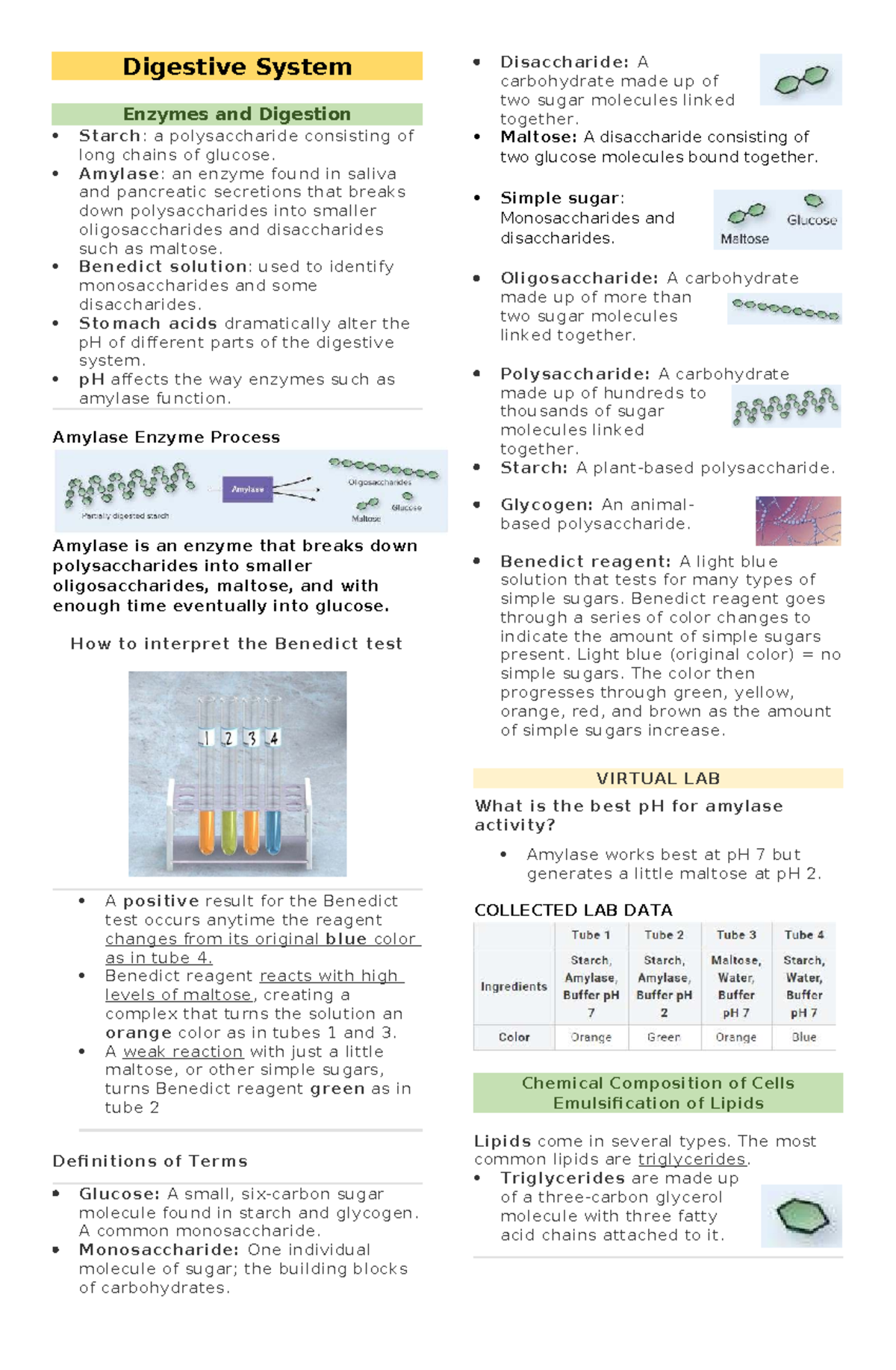Virtual Lab: Digestive System Enzymes & Emulsification of Lipids - Studocu
