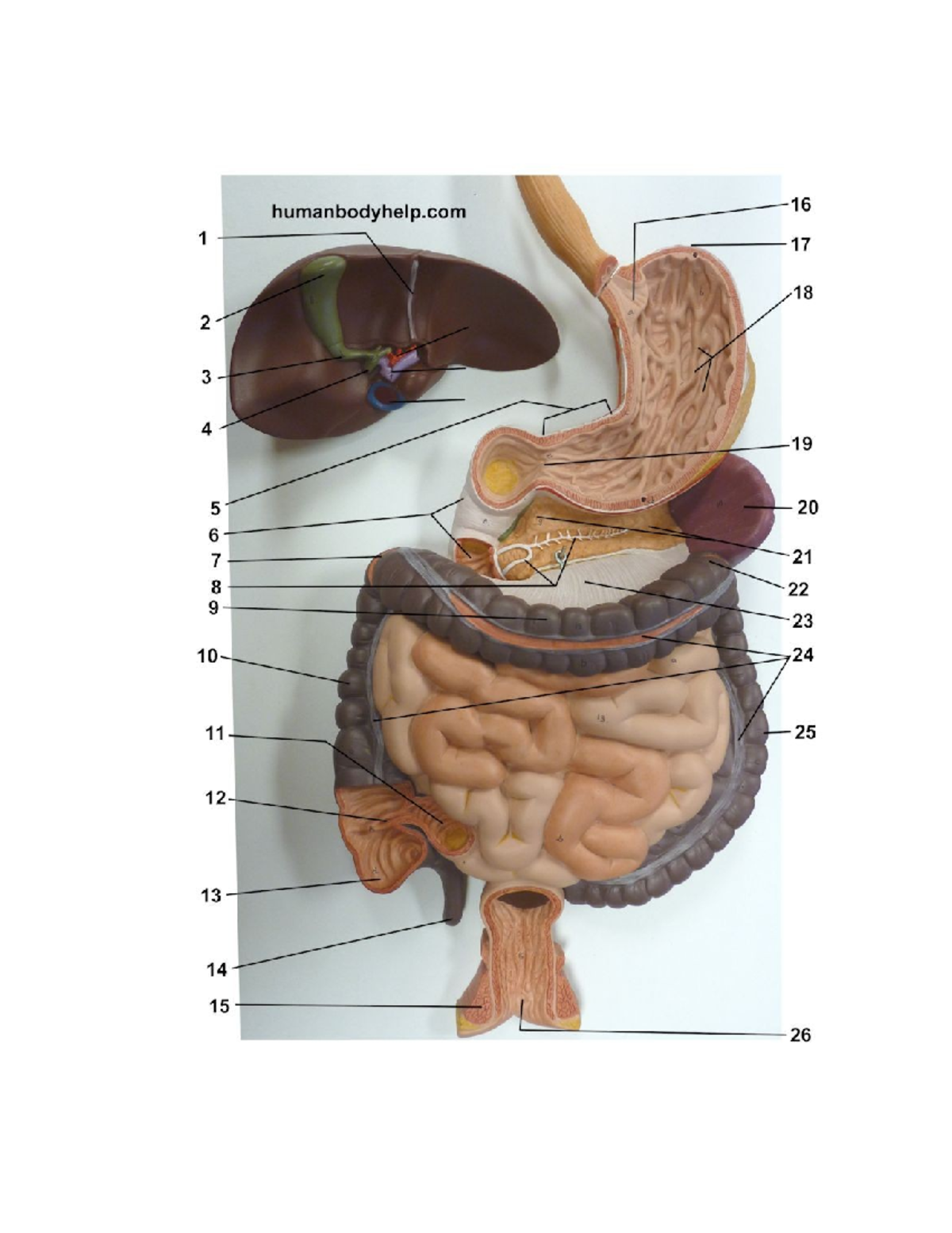 Digestive Self Quiz - BIO 3348 - Studocu