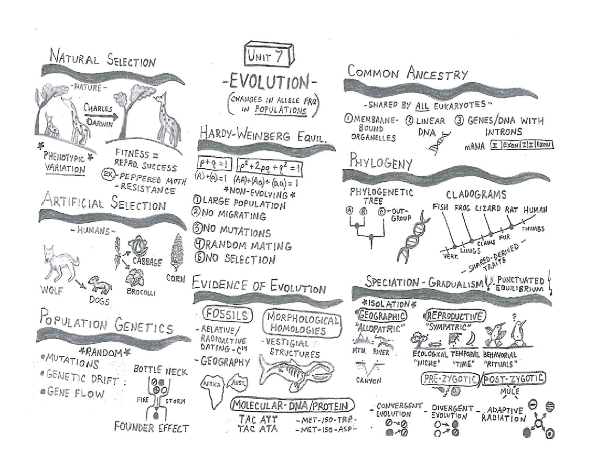 Unit 7: Natural Selection & Evolutionary Changes in Populations - Studocu