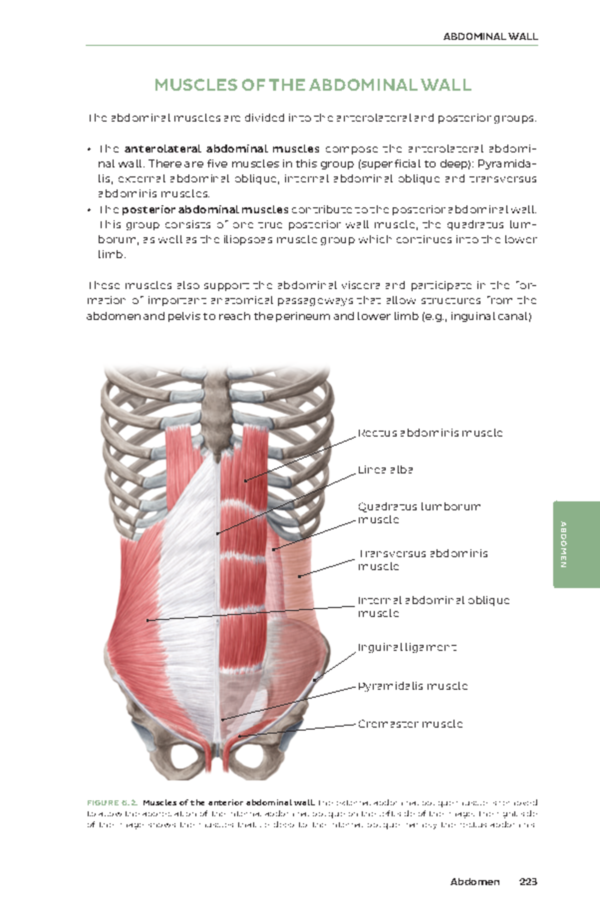 Anatomy of the Abdomen: Essential Muscles of the Abdominal Wall - Studocu