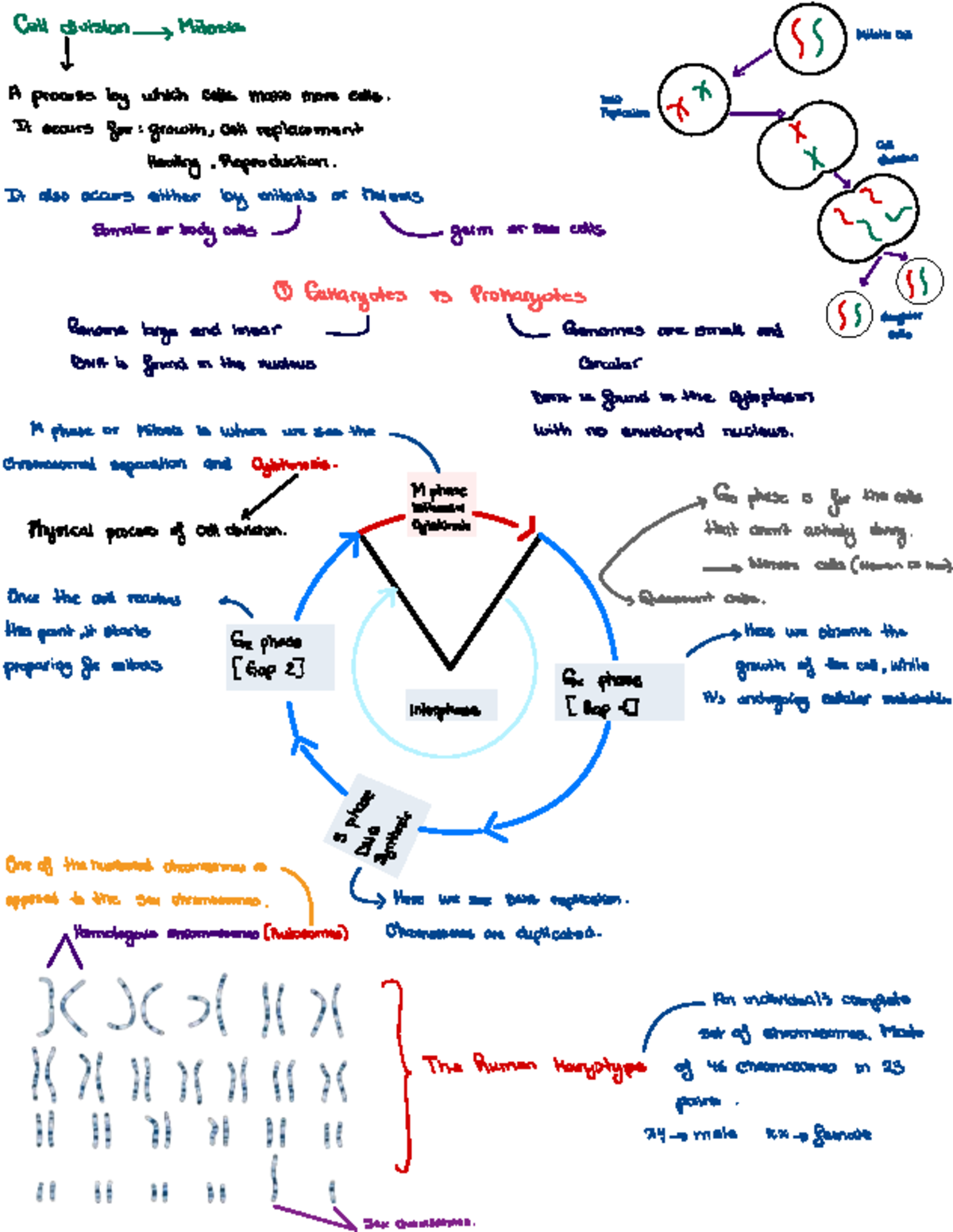 Biology 101: Cell Division and Genetics Overview - Studocu