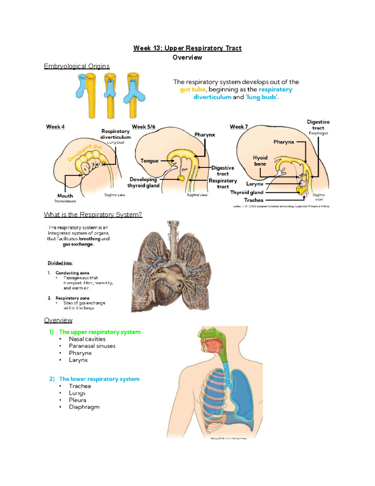 Week 13: Upper Respiratory Tract Overview and Key Concepts - Studocu