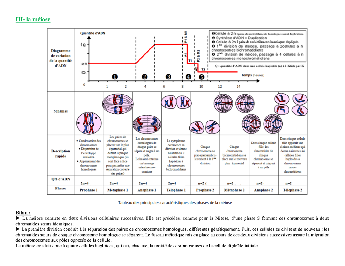 Schéma De La Méiose Analyse Et Bilan Du Processus Cellulaire Studocu