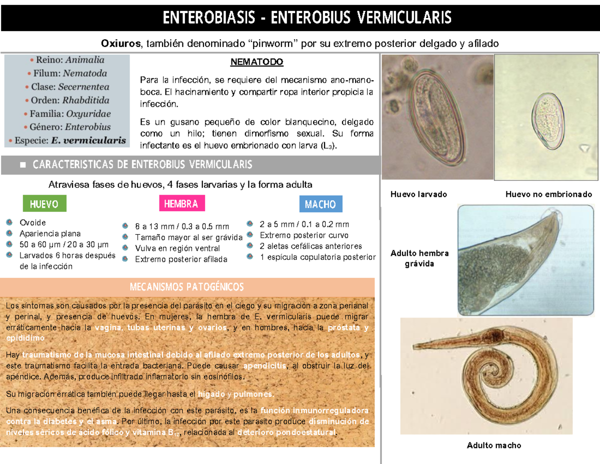 2. Enterobius vermicularis Oxiuros - Oxiuros , también denominado ...