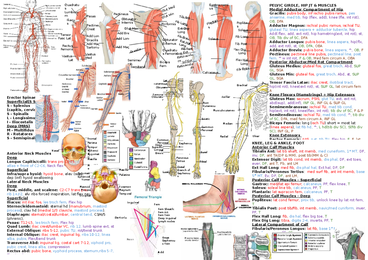 Anatomy Final Exam Cheat Sheet: Muscles and Structures Overview - Studocu