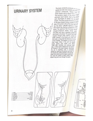 Body System Interaction Scenarios - Name: Date: Body System Scenarios ...