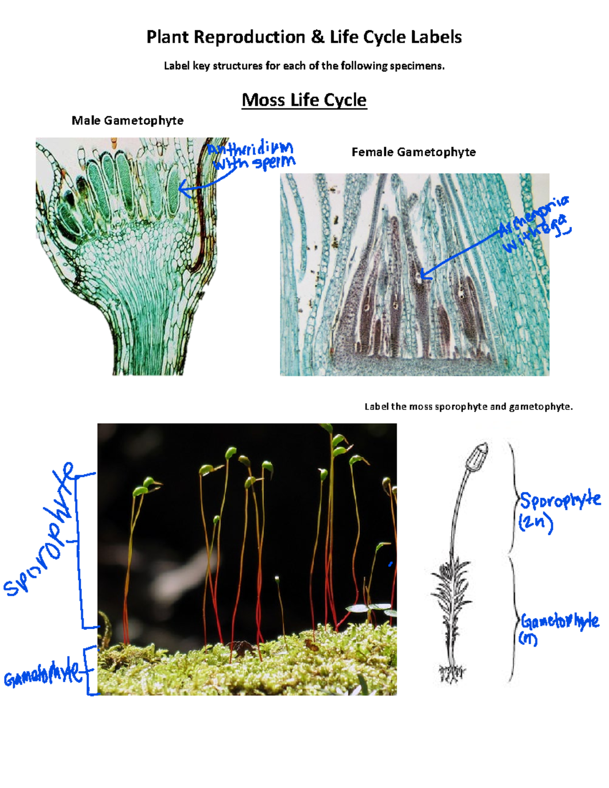 Labeling Sheet Plant Reproduction Labels - Bio 1407 - Female ...