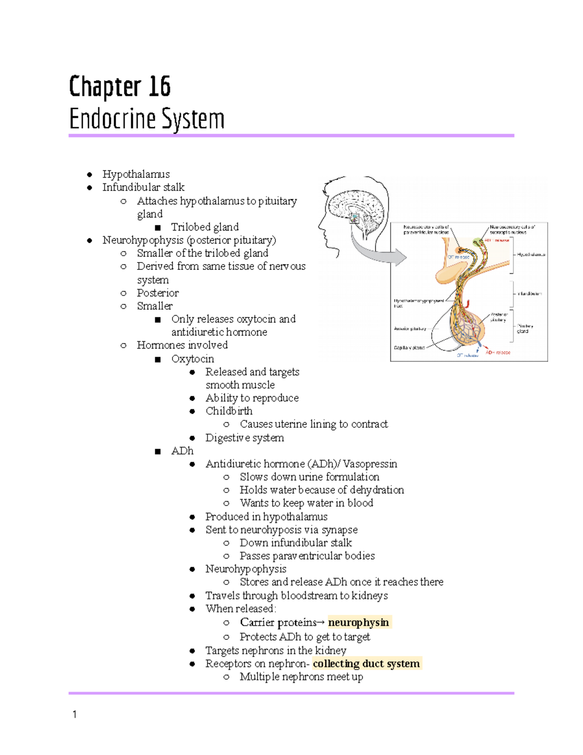 A & P Chapter 16 - Detailed Overview of the Endocrine System - Studocu