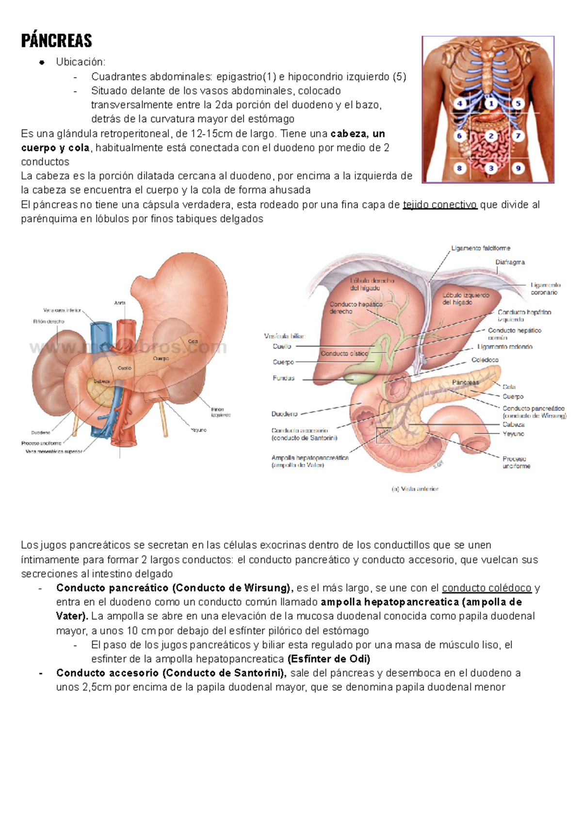 Páncreas: Anatomía, Funciones Endo y Exocrinas - Biología 101 - Studocu