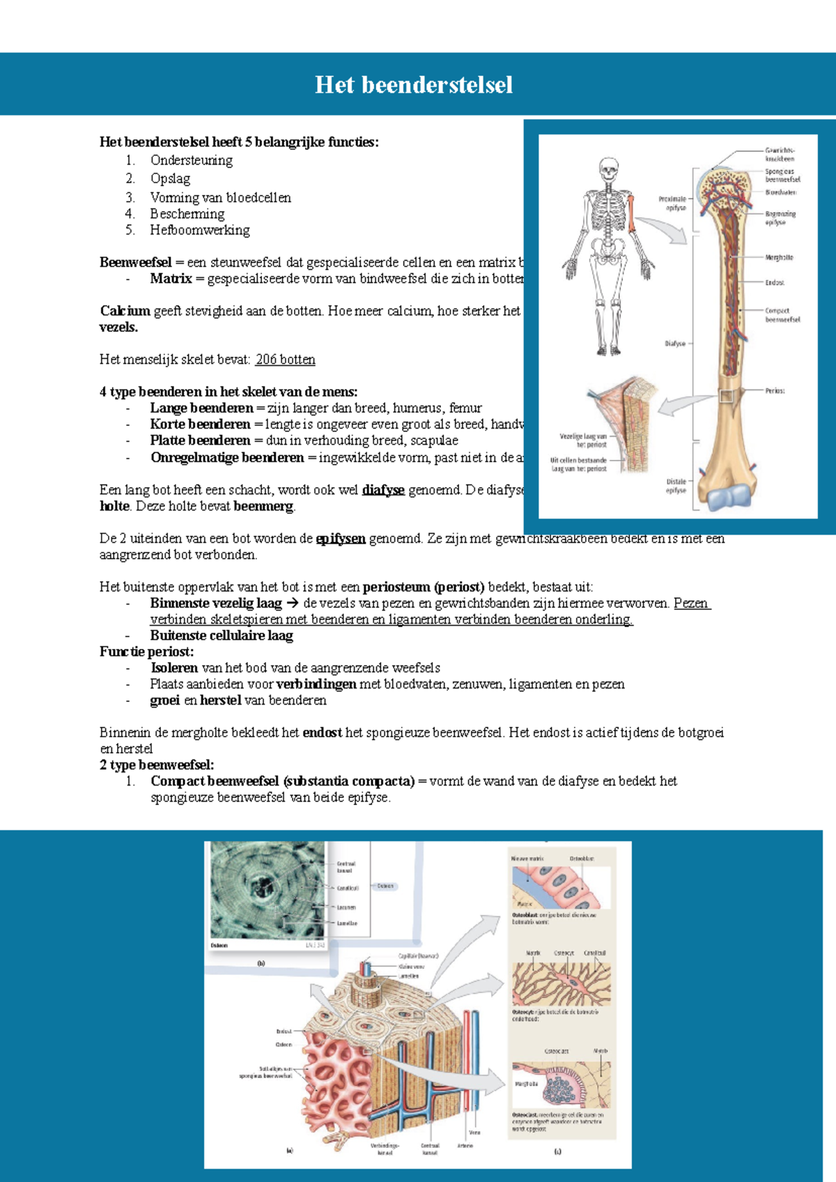 H6 - Beenderstelsel: Functies, Structuur en Groei van Botten - Studeersnel