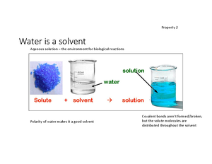 Biochemistry Lecture 4 Notes: DNA, Proteins, and Amino Acids - 01/29 ...