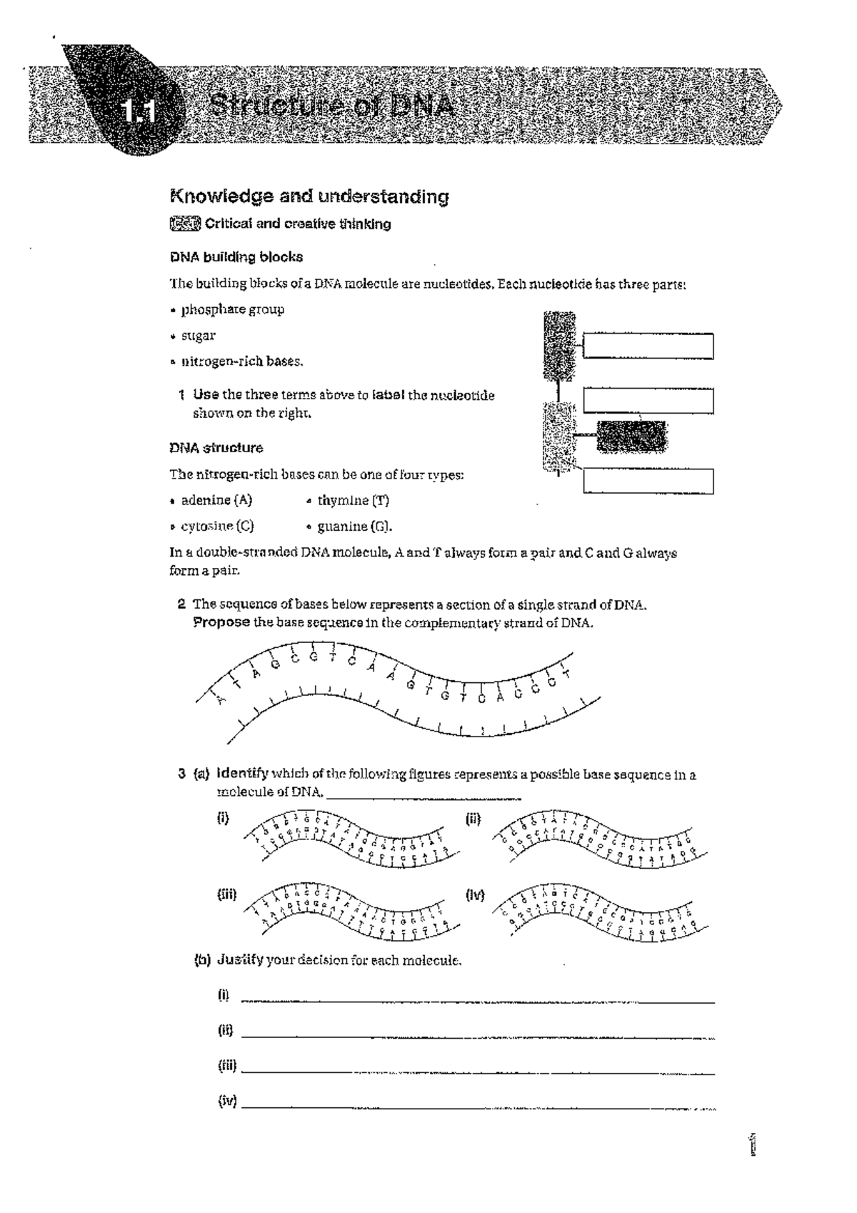 Year 10 Biology: Structure of DNA and Inheritance Concepts - Studocu