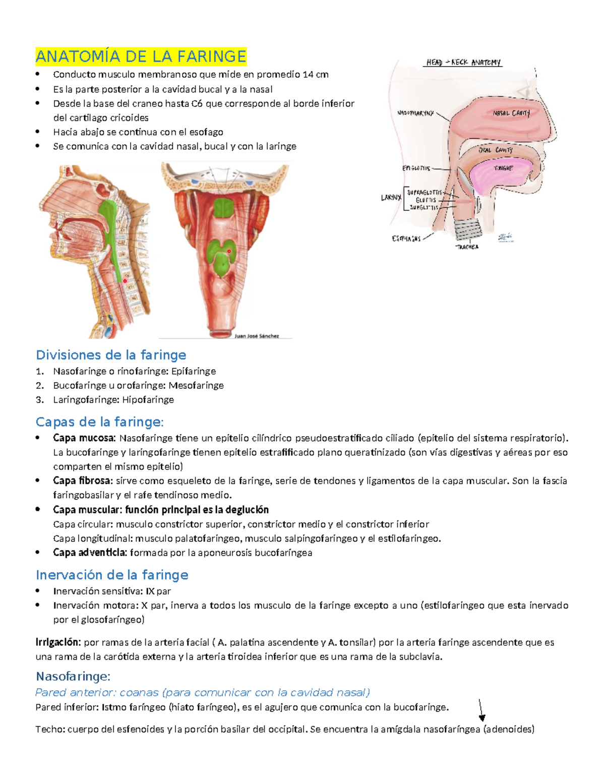 Anatomía de la Faringe: Estructuras y Funciones Esenciales - Studocu