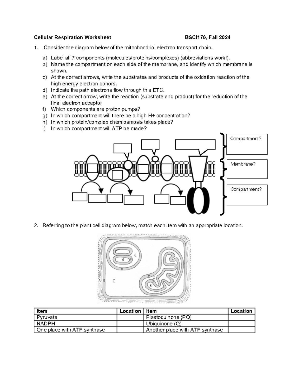 BSCI170 Fall 2024: Cellular Respiration Worksheet (Fillable) - Studocu