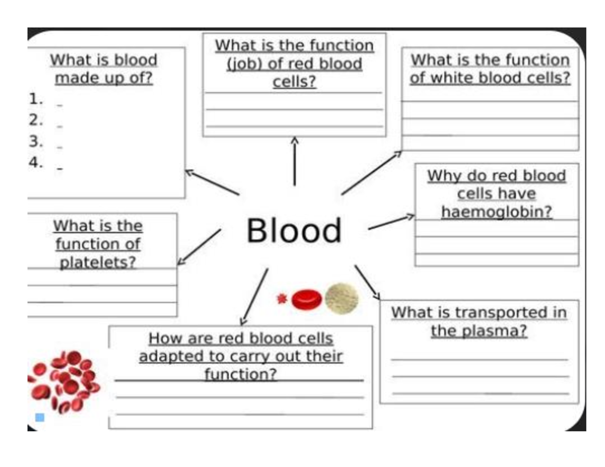 Blood Components and Function - What is the function What is blood (job ...
