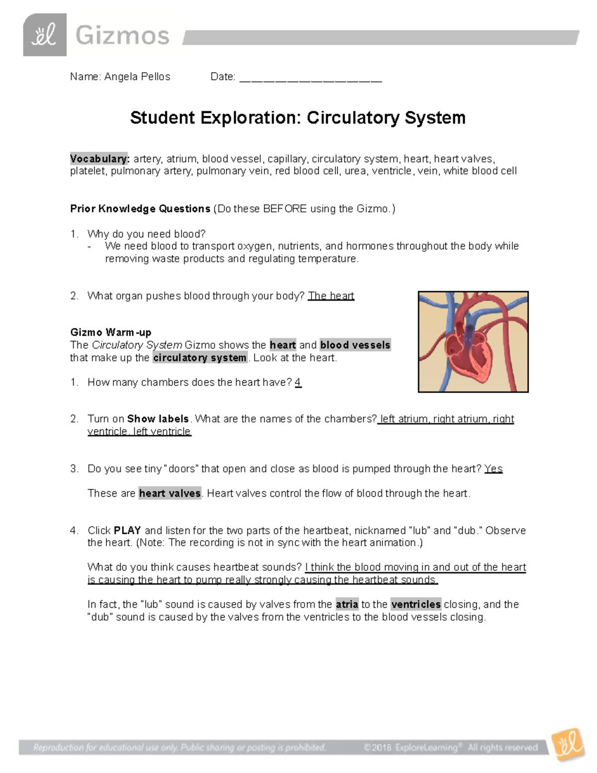 Gizmo Student Exploration: Circulatory System Insights and Blood ...