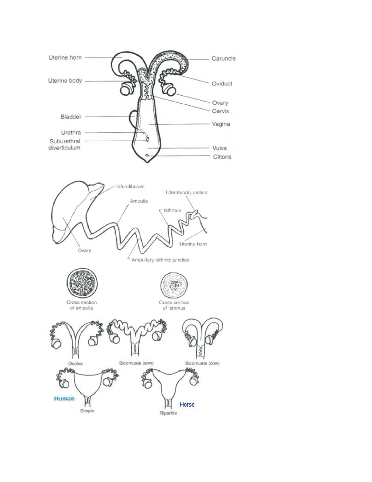 Animal Physiology Diagrams Reproductive System Overview And Functions