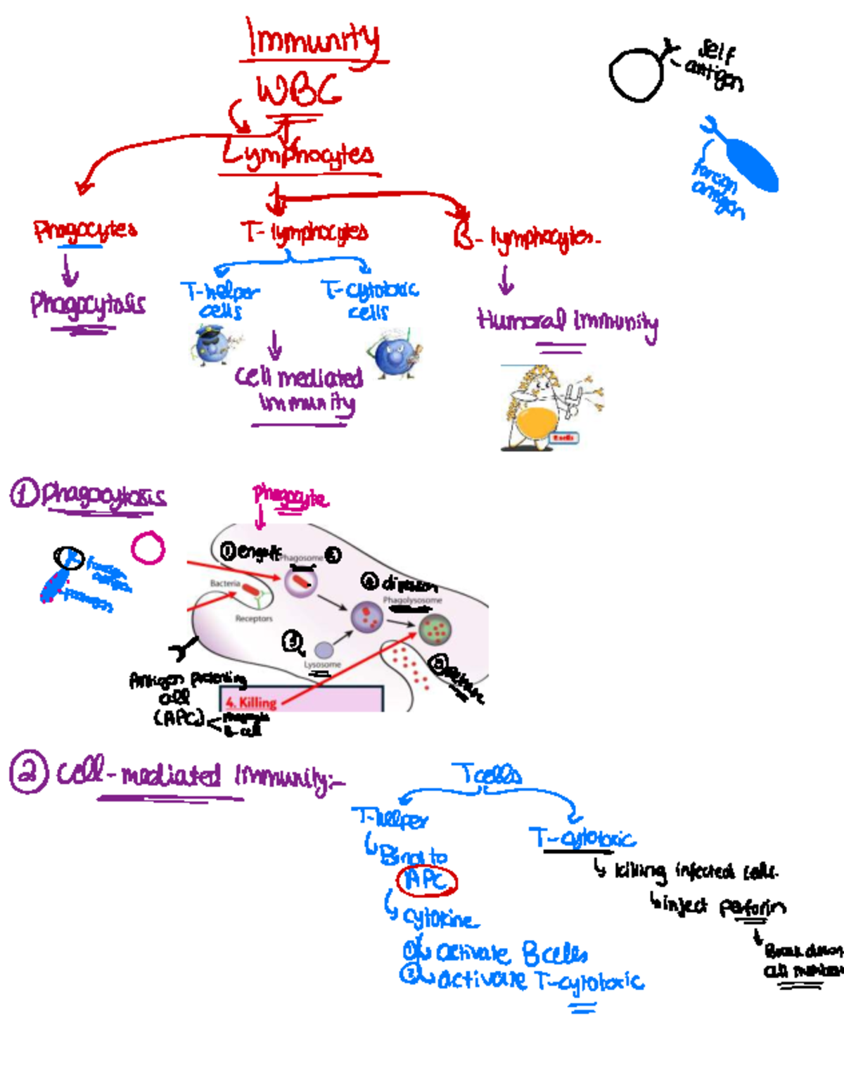 Immunity Notes AQA: Phagocytes, Humoral & Cell-Mediated Responses - Studocu