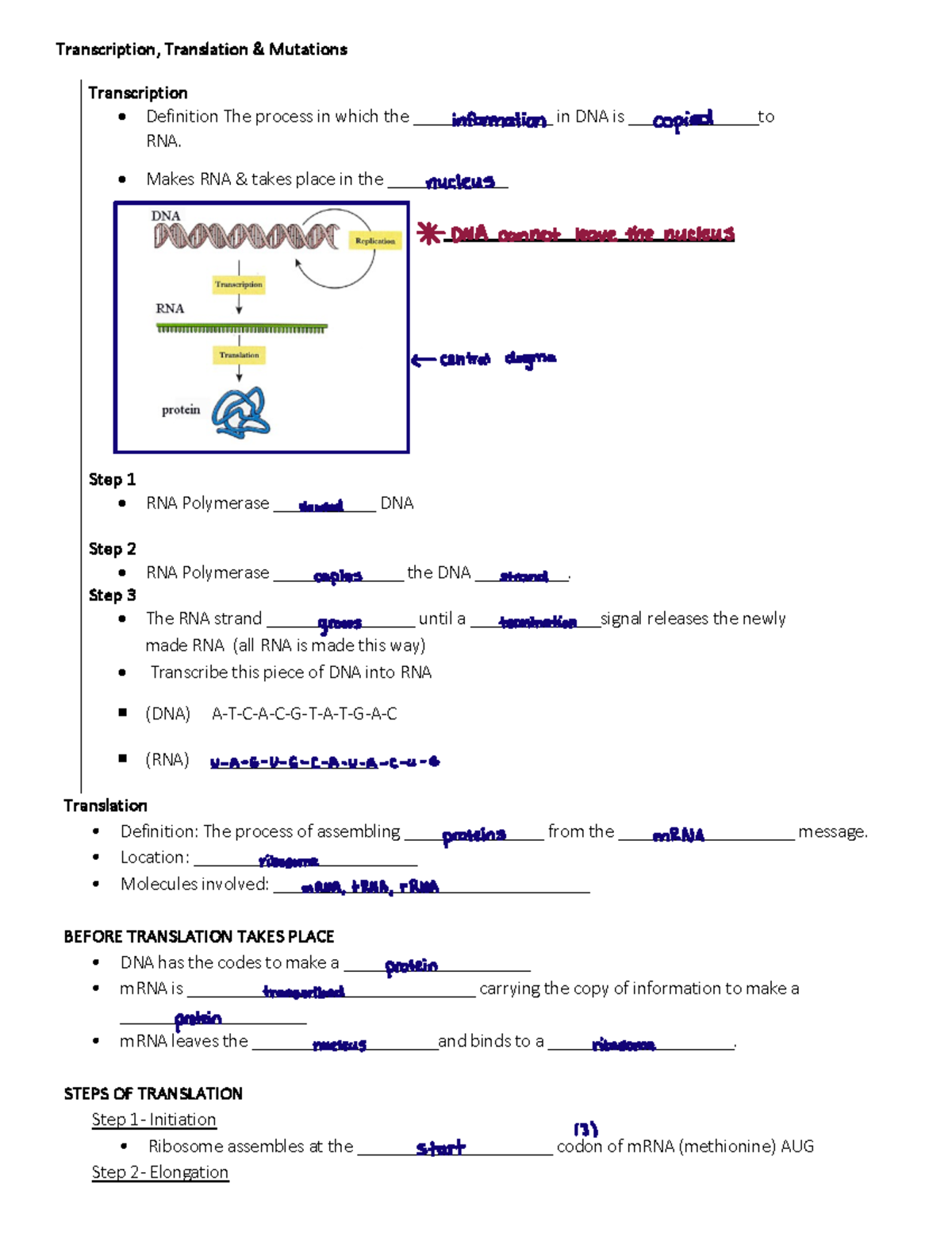 Transcription, Translation, and Mutations Notes - BIO101 ...
