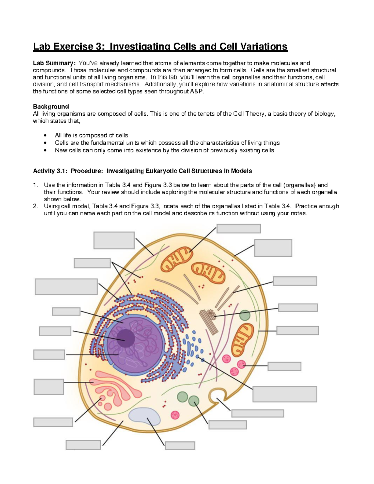 Lab 3-Investigating Cells - Lab Exercise 3 : Investigating Cells and ...