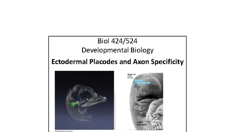 Biol 424/524 Ectodermal Placodes & Axon Specificity Lecture Notes - Studocu