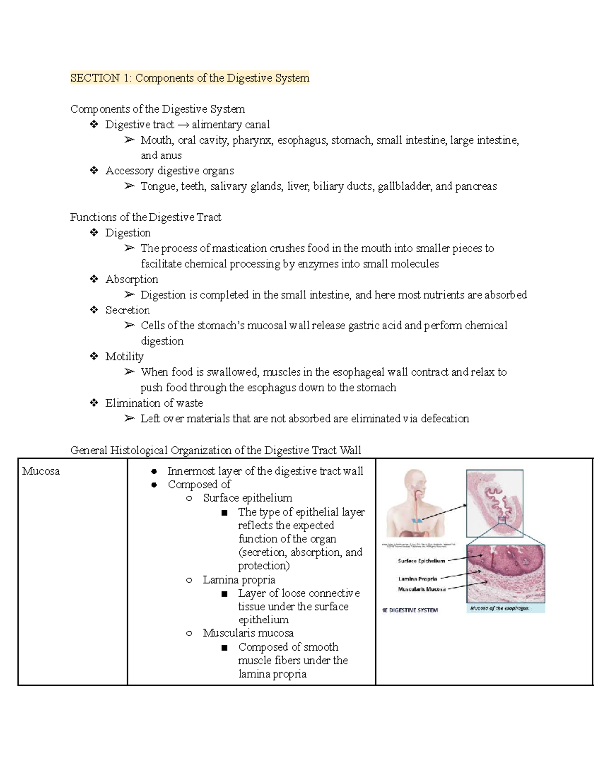 Module 10: Components and Functions of the Digestive System - ANAT 100 ...