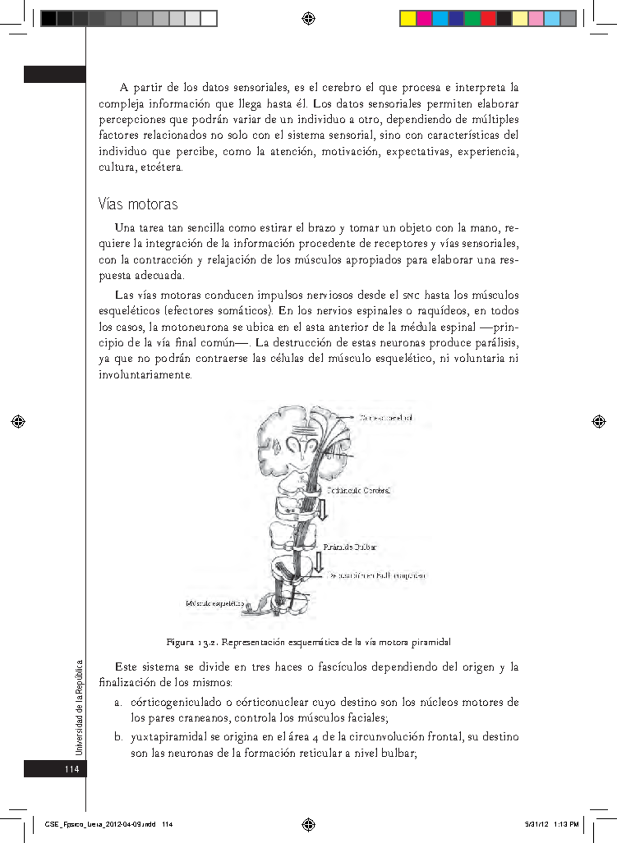 Anatomía de la Vía Piramidal y sus Implicaciones Motoras - Studocu