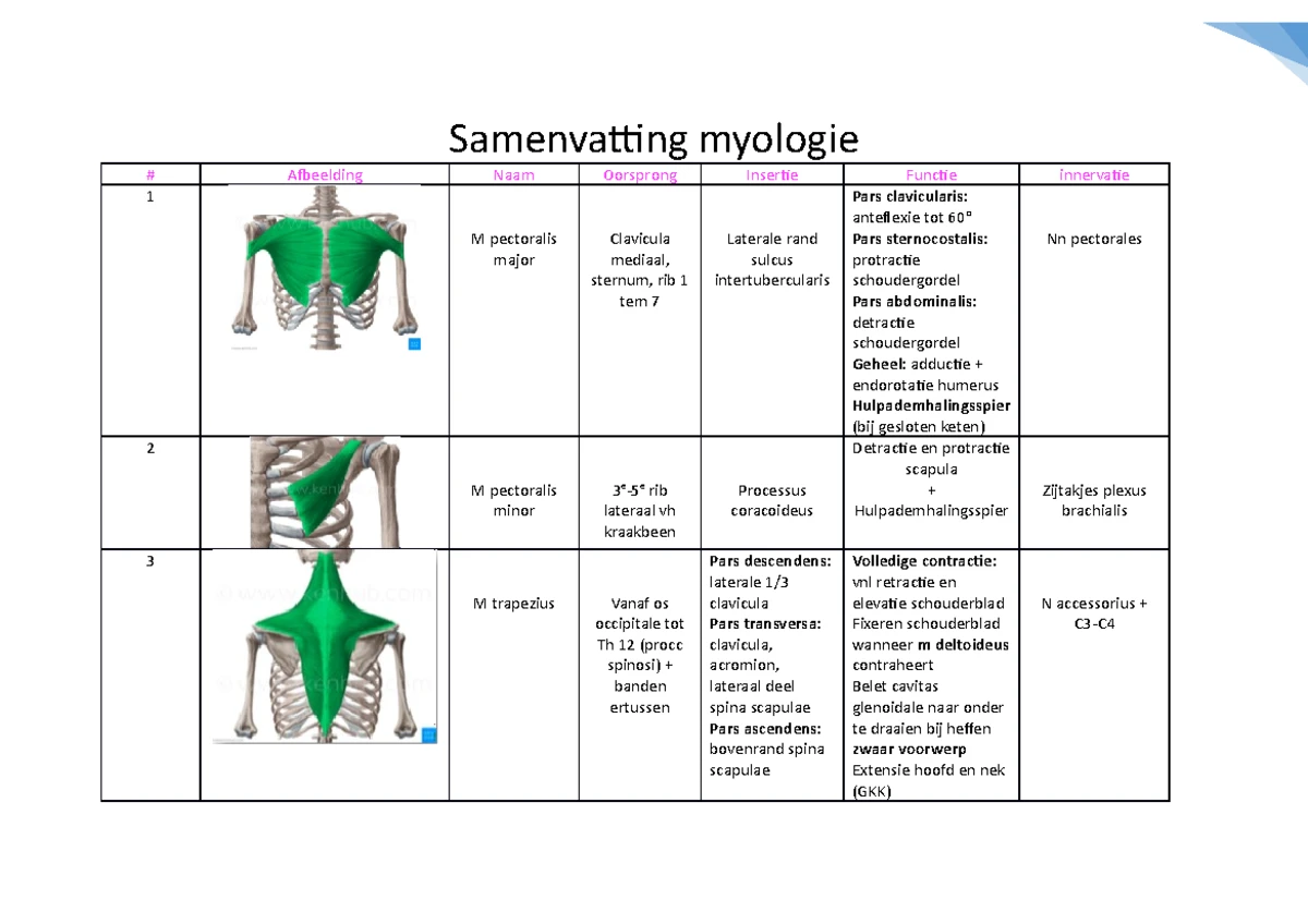 Anatomie van de Hand en Pols: Belangrijke Structuren en Bewegingen ...