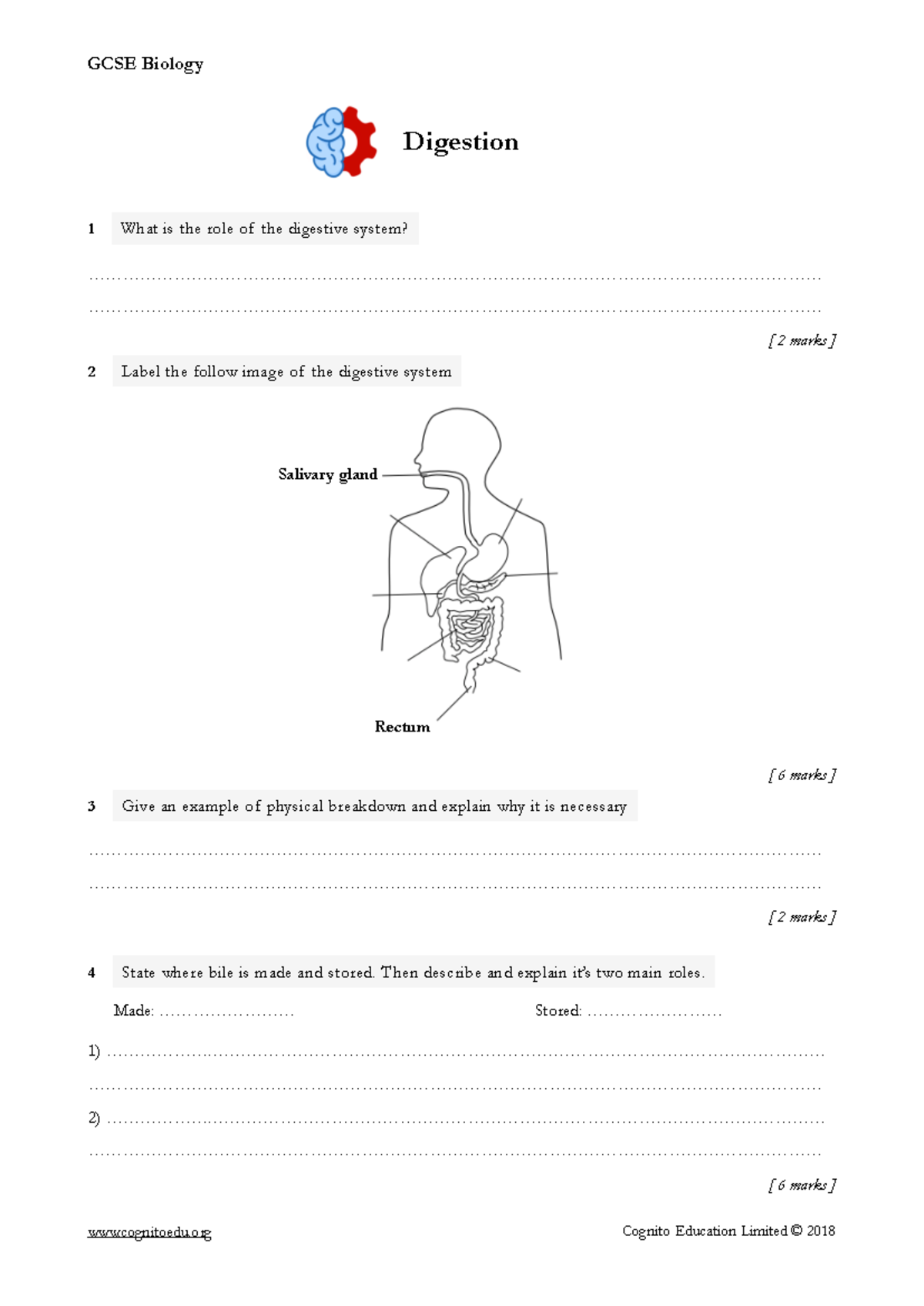 GCSE Biology Digestion: Worksheet on Digestive System Functions ...