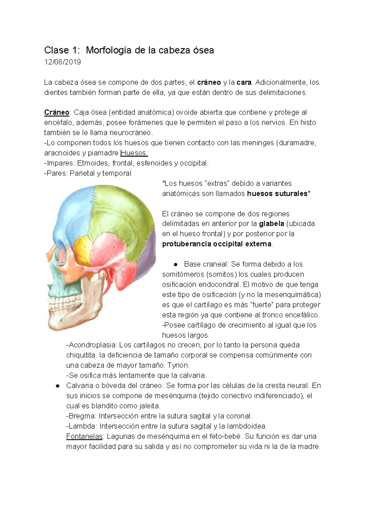 Clase 1, 2 y 3 Cabeza ósea y huesos del cráneo - Clase 1: Morfología de ...