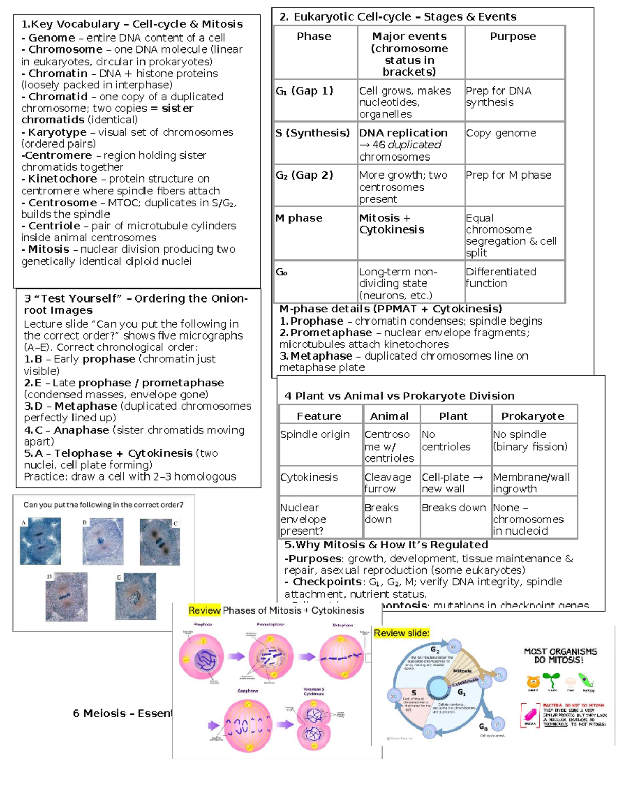Lecture 3 - S25: Mitosis and Meiosis Key Concepts and Vocabulary - Studocu
