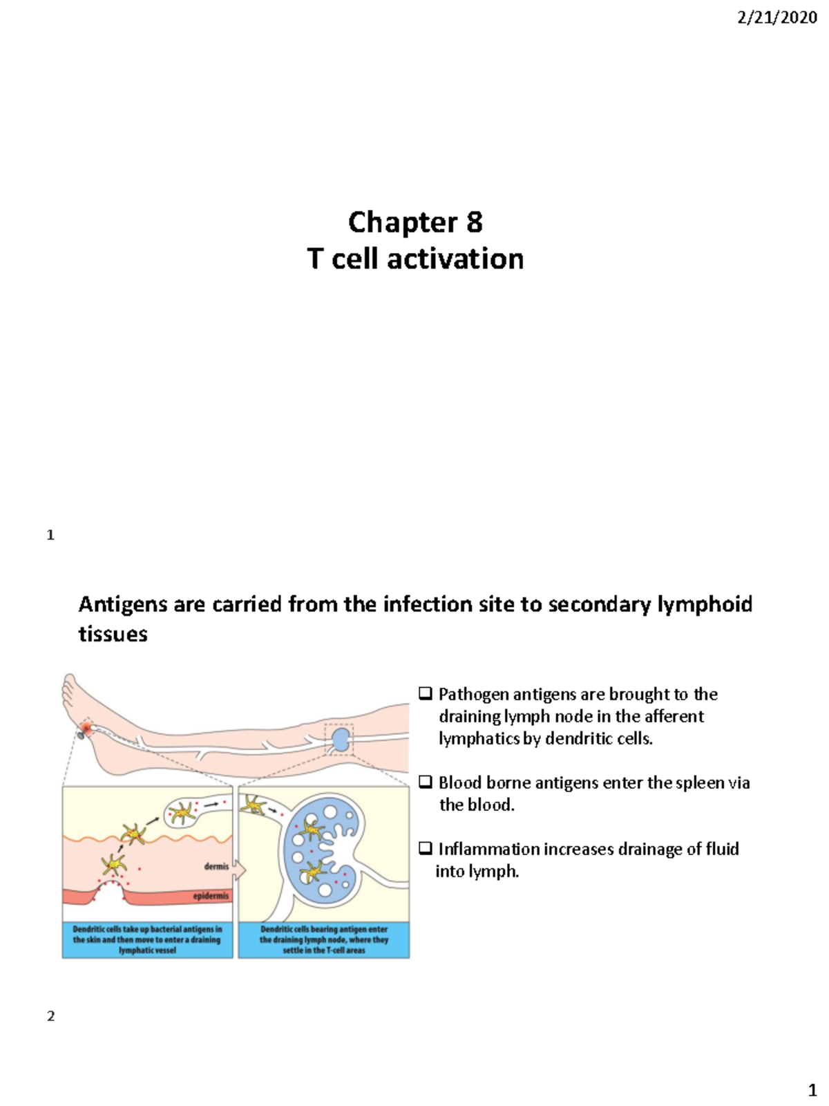 Ch.8 T cell activation and effector functions - Chapter 8 T cell activation Pathogen antigens ...