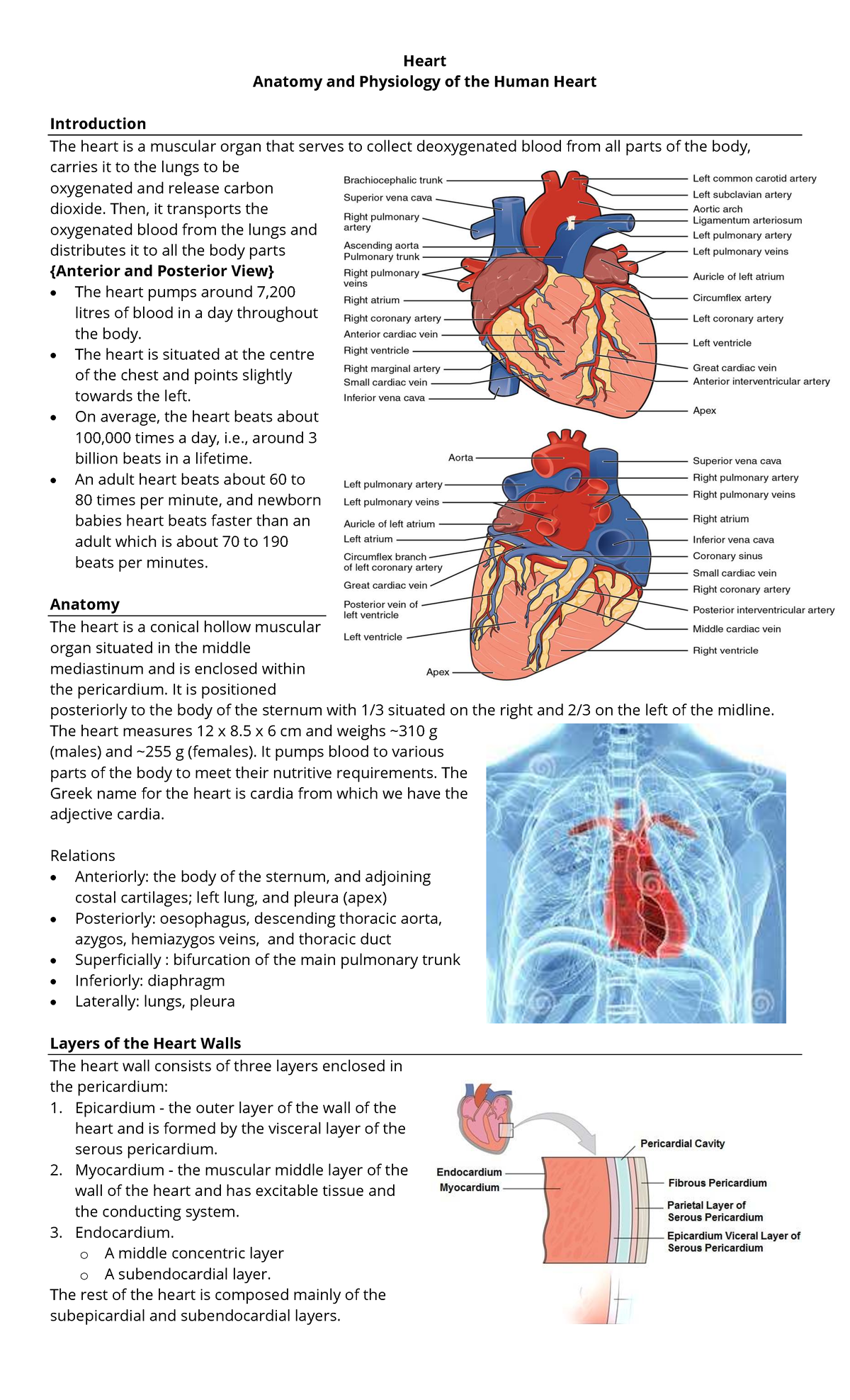 Anatomy & Physiology of the Human Heart (BIO 101) - Studocu