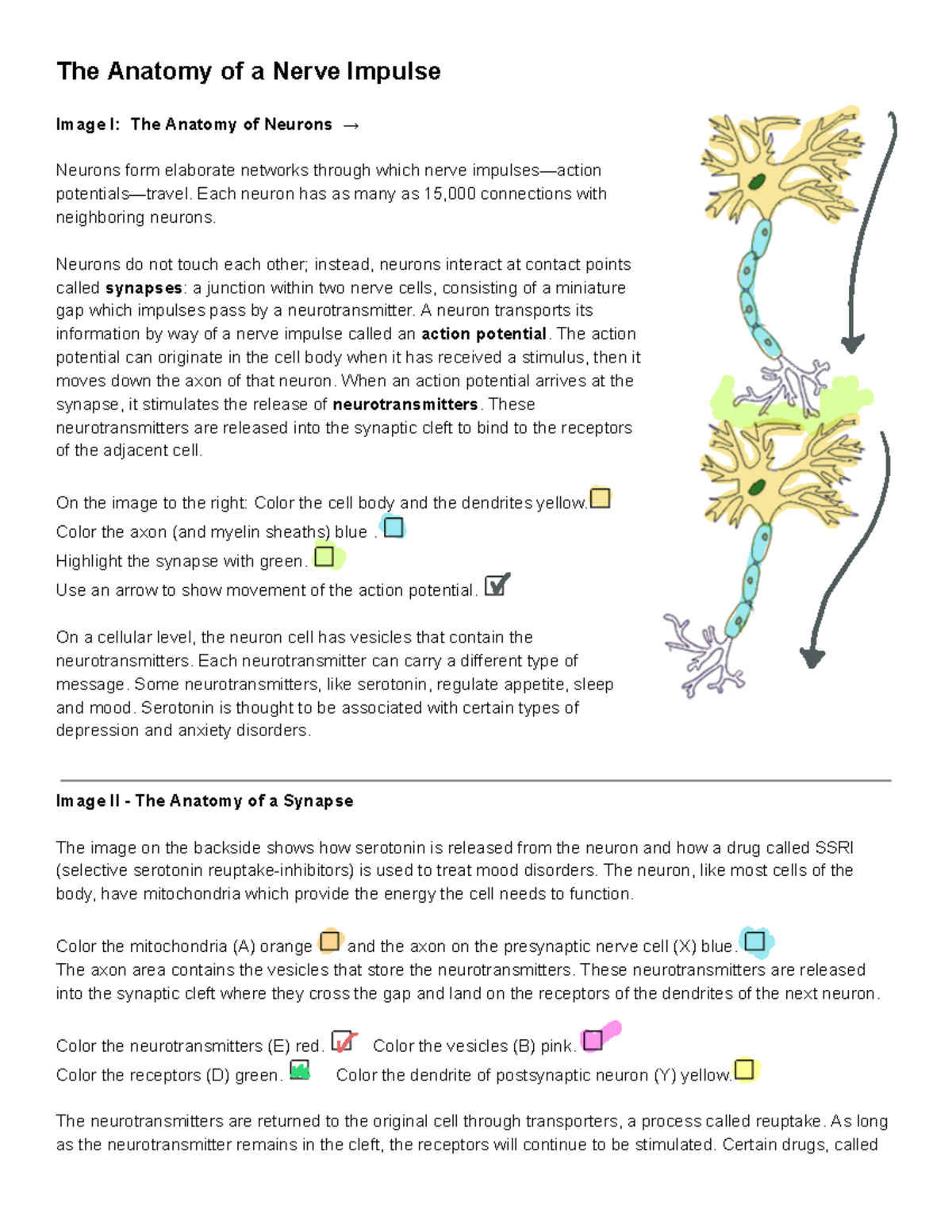 Title: Synapse Colouring Guide - Neurotransmitter Action & SSRI Effects ...
