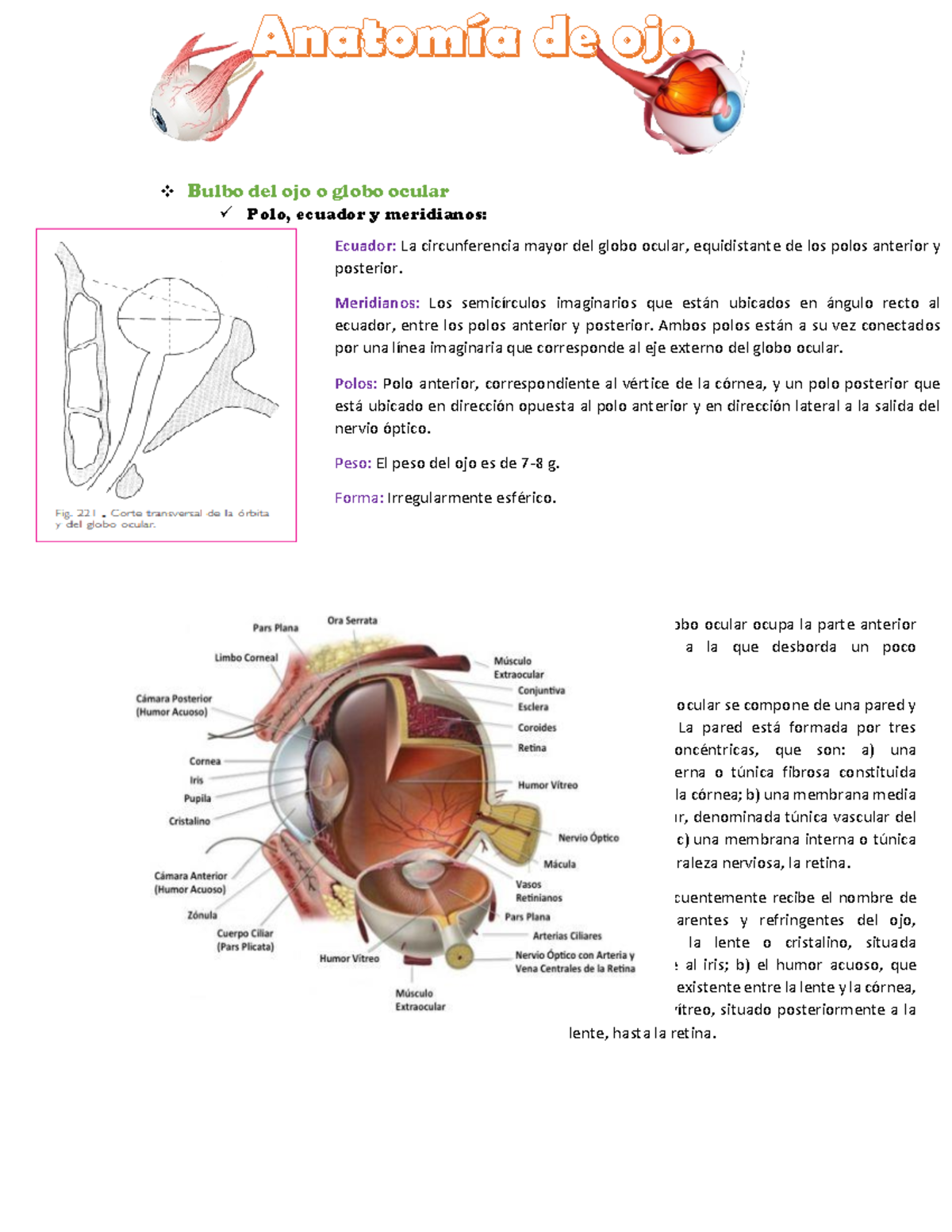 Anatomia del ojo - Resumen - Bulbo del ojo o globo ocular Polo, ecuador ...