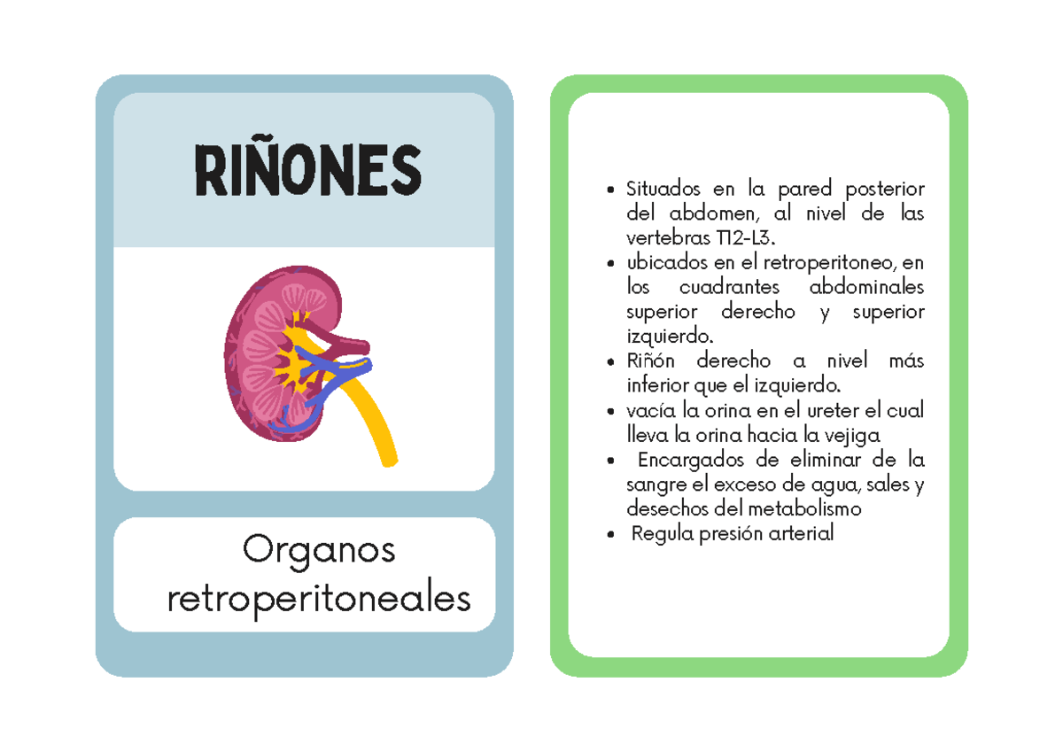 Sistema Urinario - riñones Organos retroperitoneales Situados en la ...