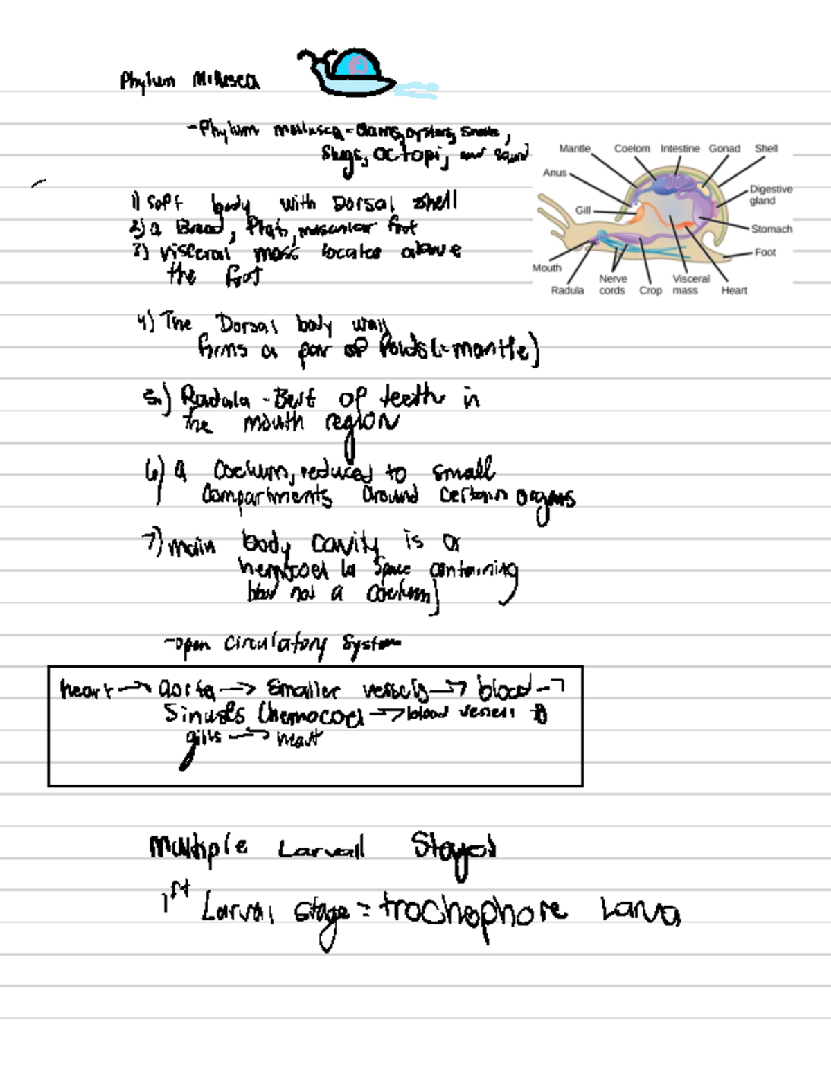 Mollusca Phylum Overview & Classification Study Notes - Studocu